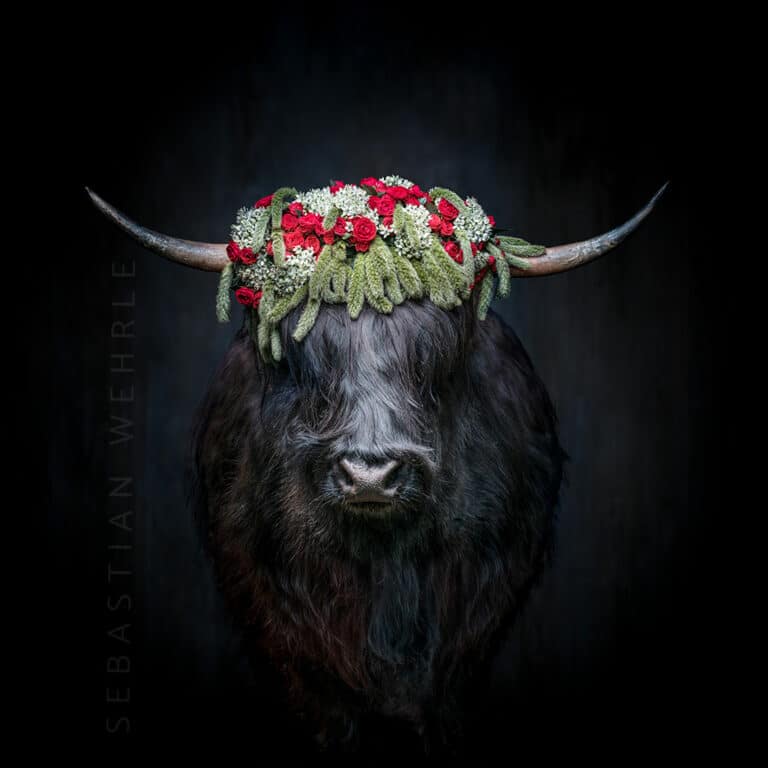 Bloomed Bos – Sebastian Wehrle
