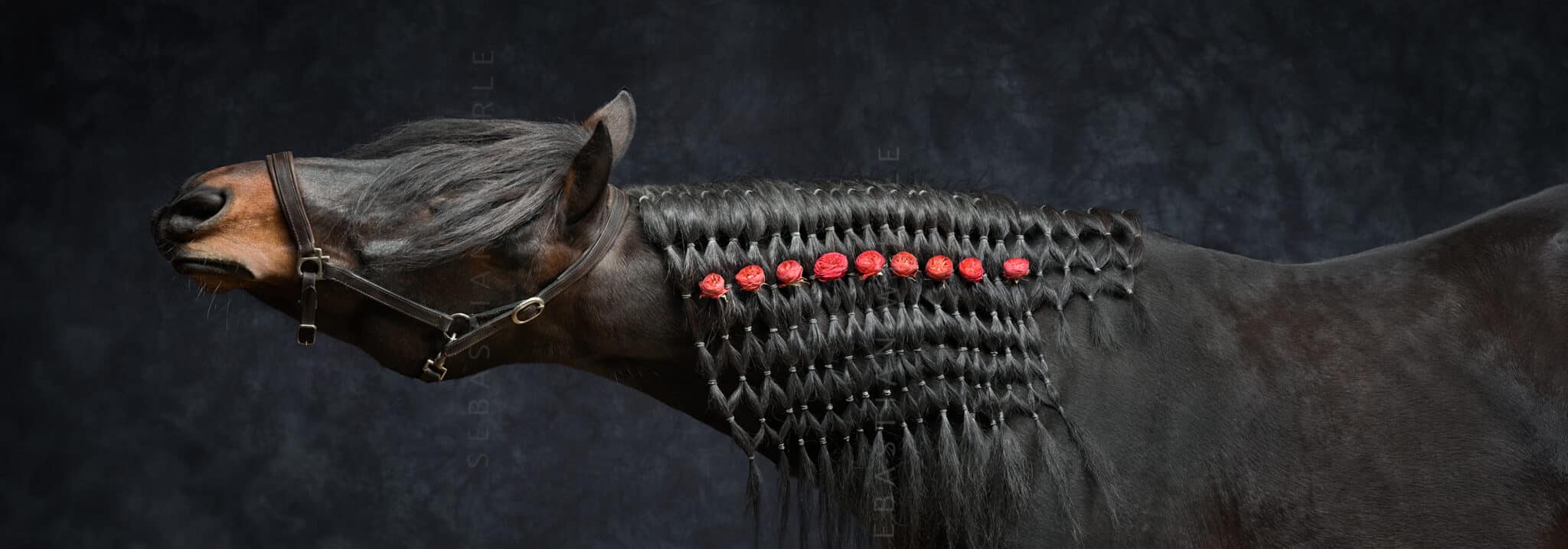 Lady Red Roses | In Harmony – Sebastian Wehrle